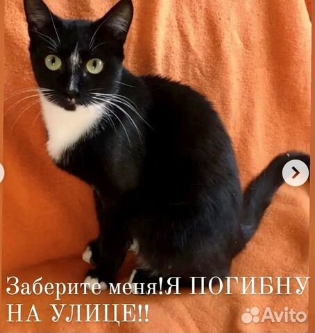 Чёрной кошечке грозит улица