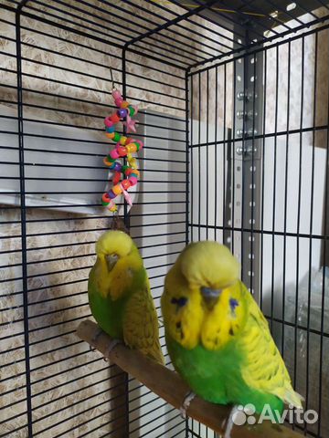 Волнистые попугаи чехи