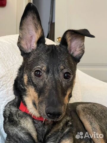 Небольшая собачка в дар