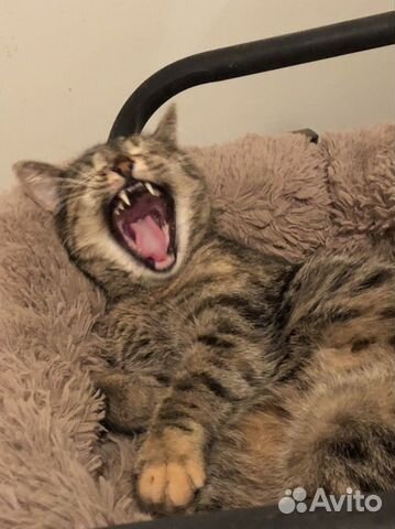 Кошка Пипетка 11 мес, стерилизованная