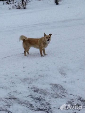 Собака Марго отдам