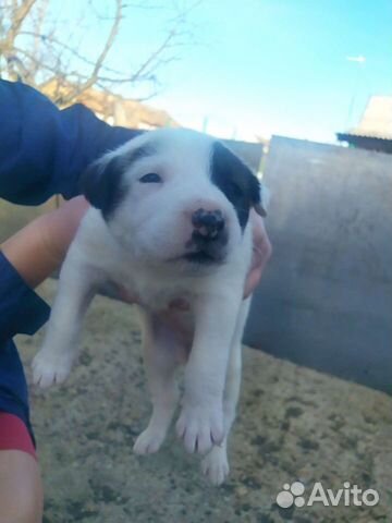 Алабай Собаки бесплатно в добрые руки щенки