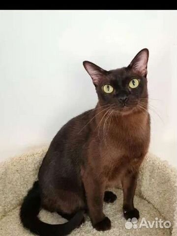 Европейская бурма