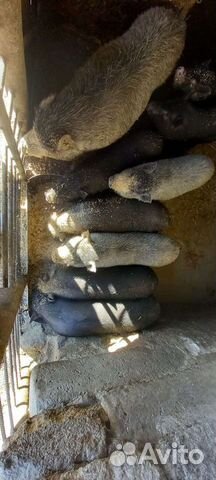 Продам вьетнамсих поросят