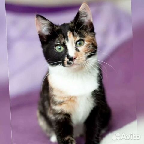 Котята, котёнок, кошка, котик любой окрас