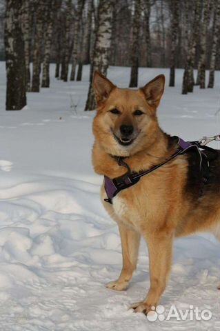 Собака в добрые руки