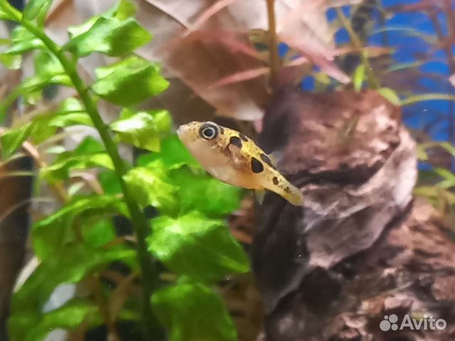 Карликовый тетродонт фахака