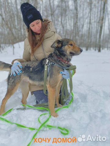 Малышка симпатишка статная красавица ищет дом Звон