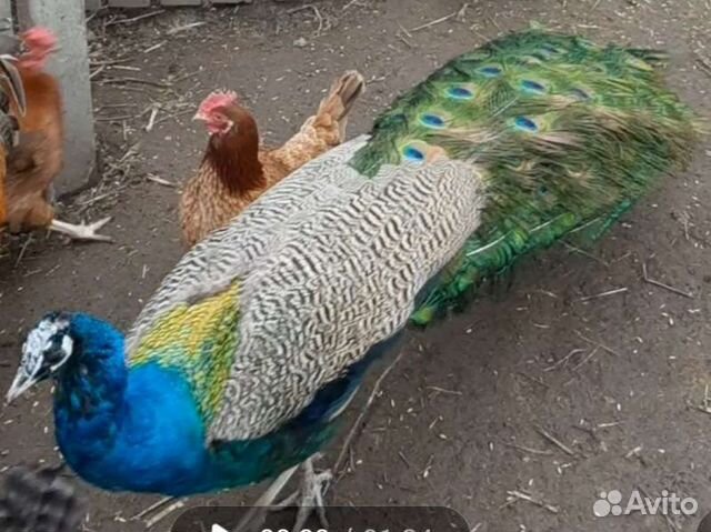Павлины продажа