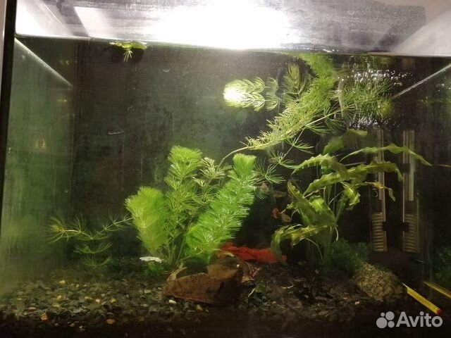 Аквариум