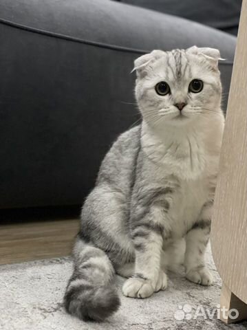 Шотландский кот ищет кошечку для вязки