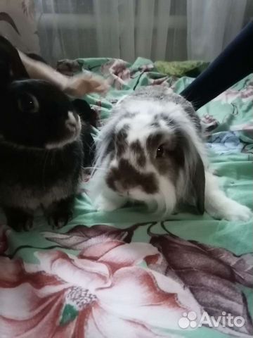 Декоративные кролики