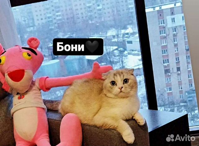 Шотландский кот вислоушка