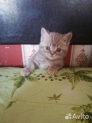 Шотландские котята