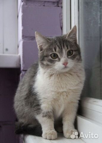 Кошка
