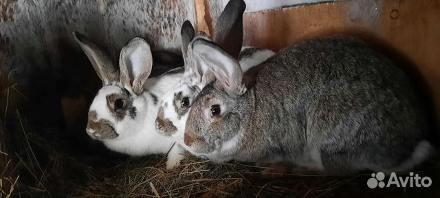 Молодые Крольчихи