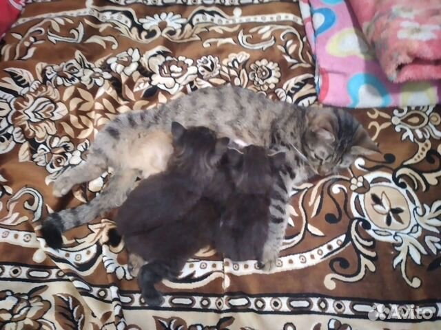 Котята в добрые руки,две кошечки
