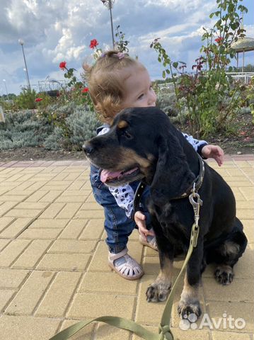 Английский кокер спаниель приглашает на свидание