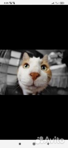 Котя Гриша