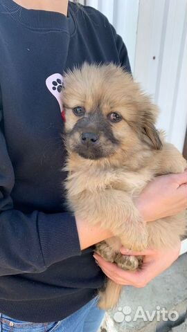 Щенки в добрые руки