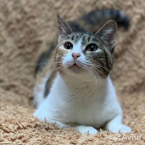 Кошка с добрые руки