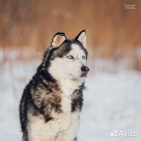 Хантер из приюта