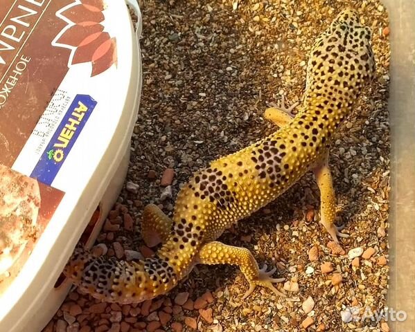 Геккон эублефар