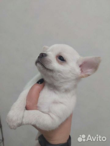 Щенки чихуахуа