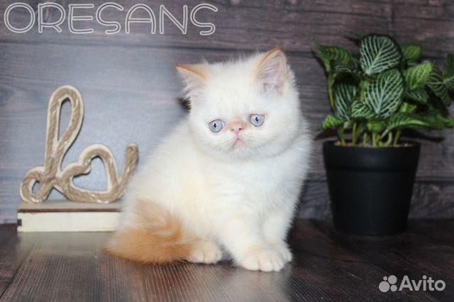 Плюшевый гималайский экзотик