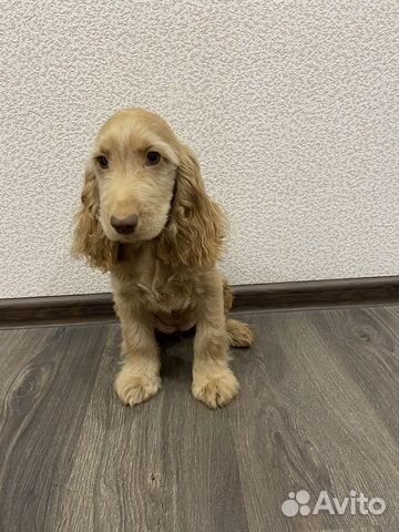 Английский Кокер спаниель девочка