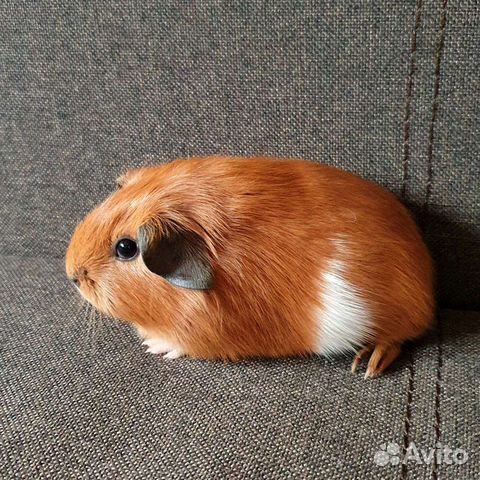 Морская свинка калифорния золото с белым