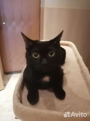Кошка в дар бесплатно