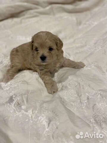 Красивый щенок породы Мальтипу