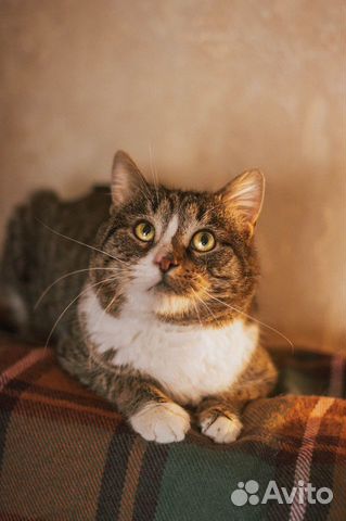 Кот Гром в добрые руки