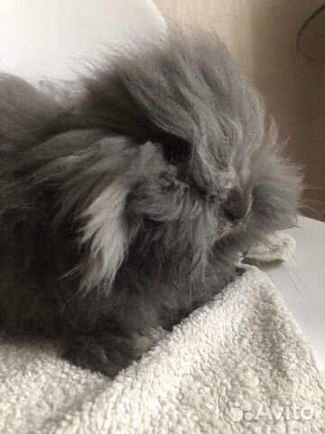 Ангорский вислоухий крольчонок