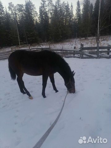 Продажа жеребчика редкая порода