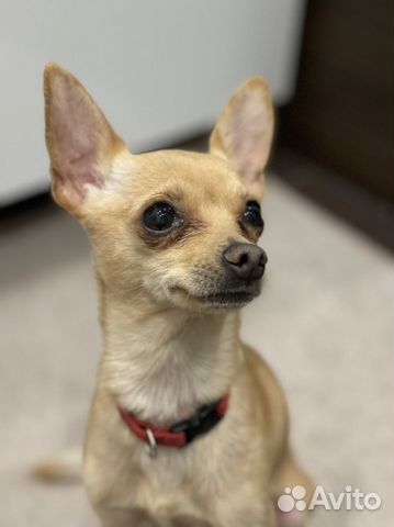 Русский той-терьер. Вязка