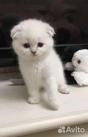 Шотландская блю поинт
