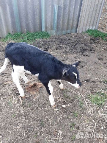 Бычок домашний