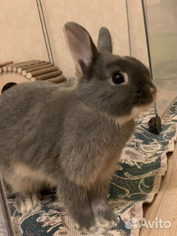 Девочка кролик для вязки