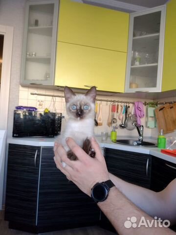 Котята