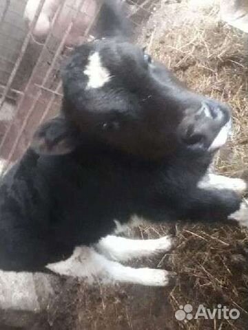 Бычки и быки