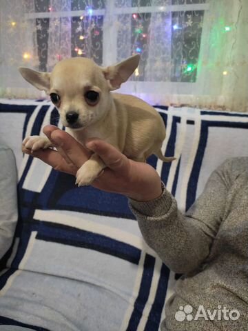 Щенки мальтезе, чихуахуа