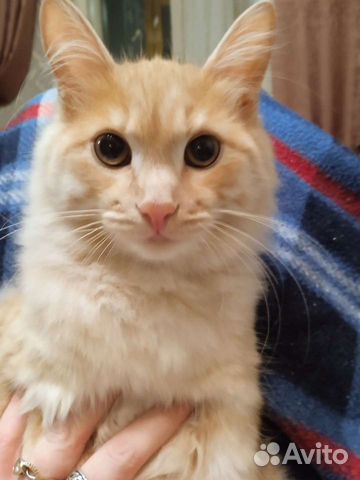 Сибирский кот на случку