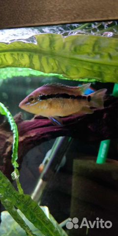 Рыбка цихлазома сальвини