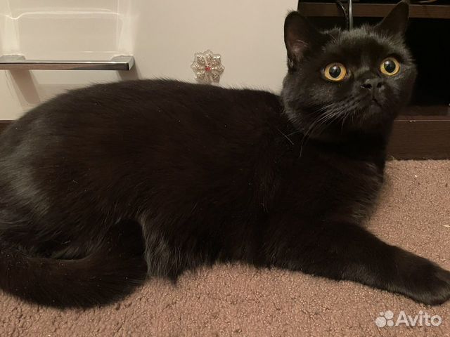 Кошка шотландской породы