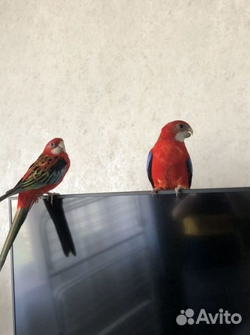 Попугай Розелла