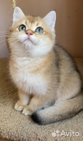 Британский котенок