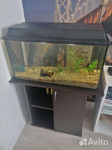 Аквариум 115 литров (акулий сом)