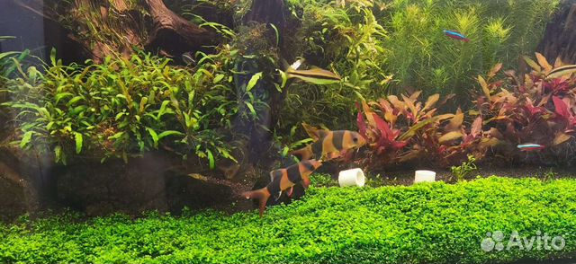 Боции клоун крупные